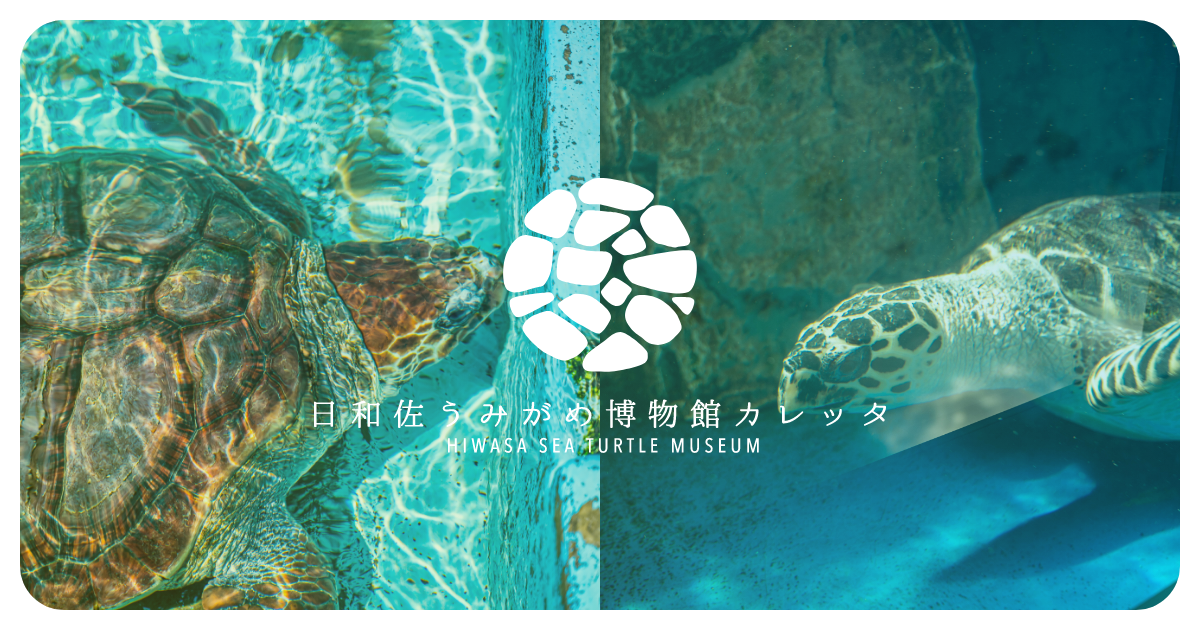 Initiatives | Hiwasa Sea Turtle Museum "Caretta"